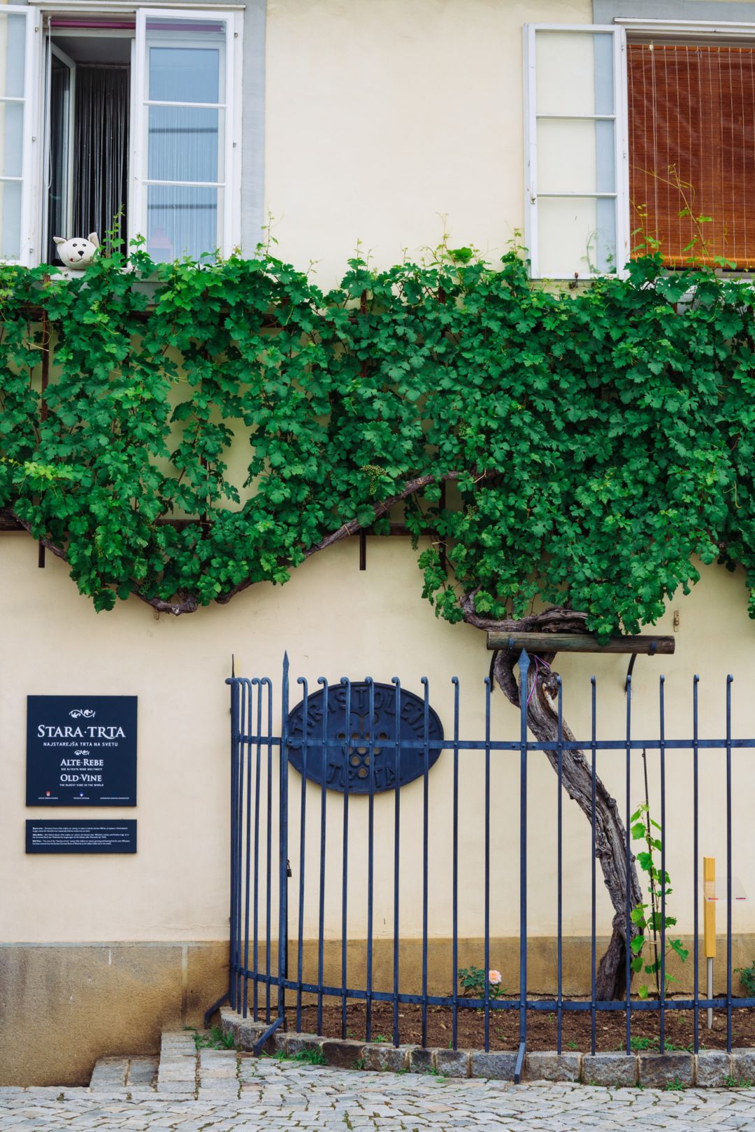 Oldest Grape Vine In The World 2024, 04/14/2024